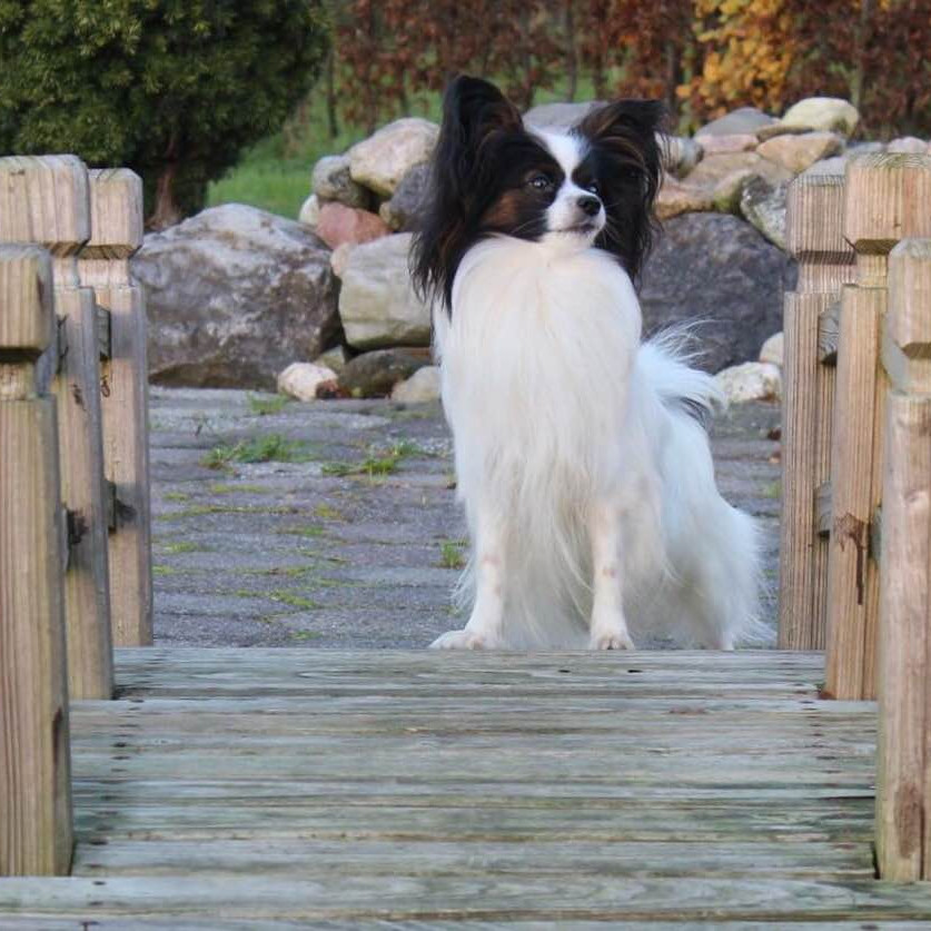 Vlinderhondjes - algemeen - Kupu Mulia